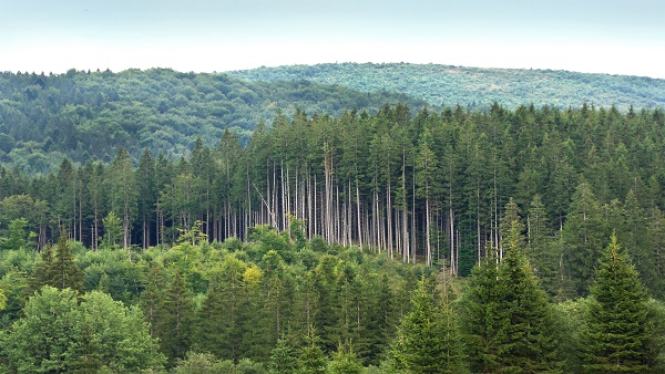 Elevkanalen - 2. Barskog