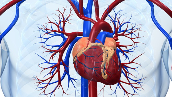 Elevkanalen - 1. Hjerte